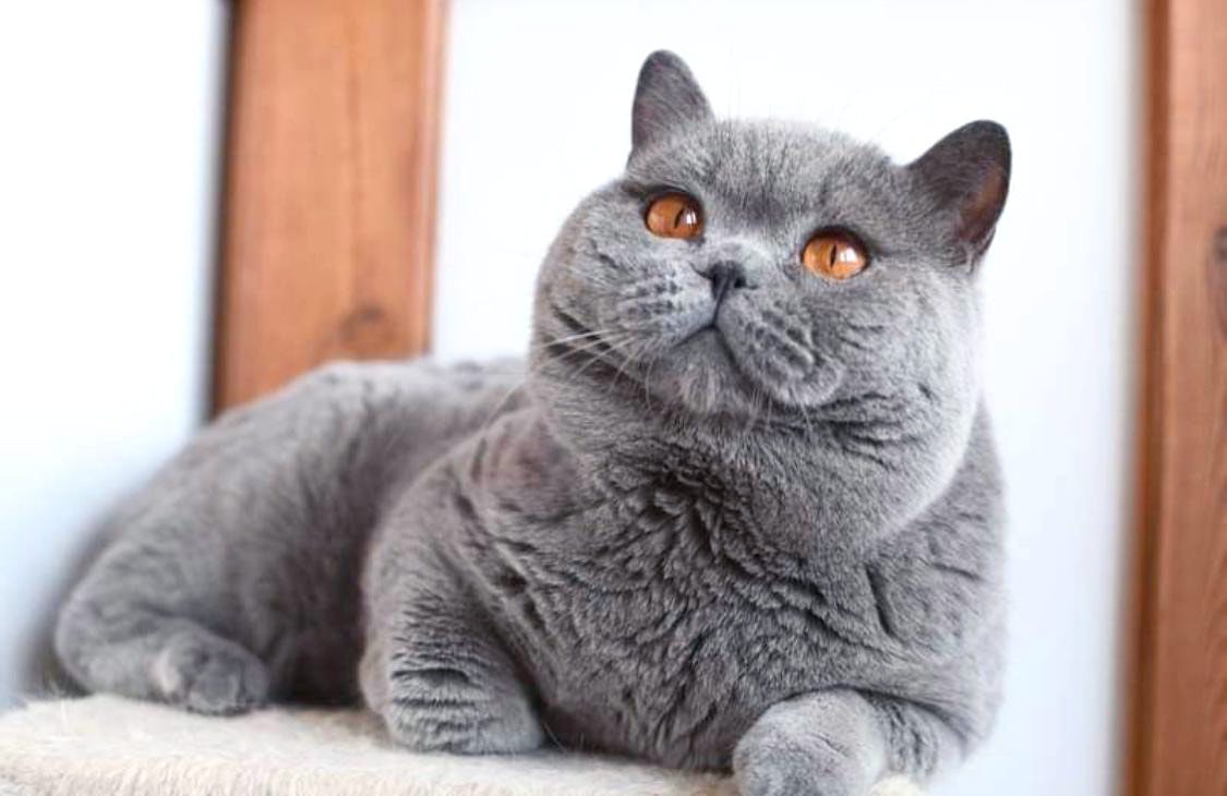 Gatos British Azul blue - Criadores de gatos British - MiauKolor