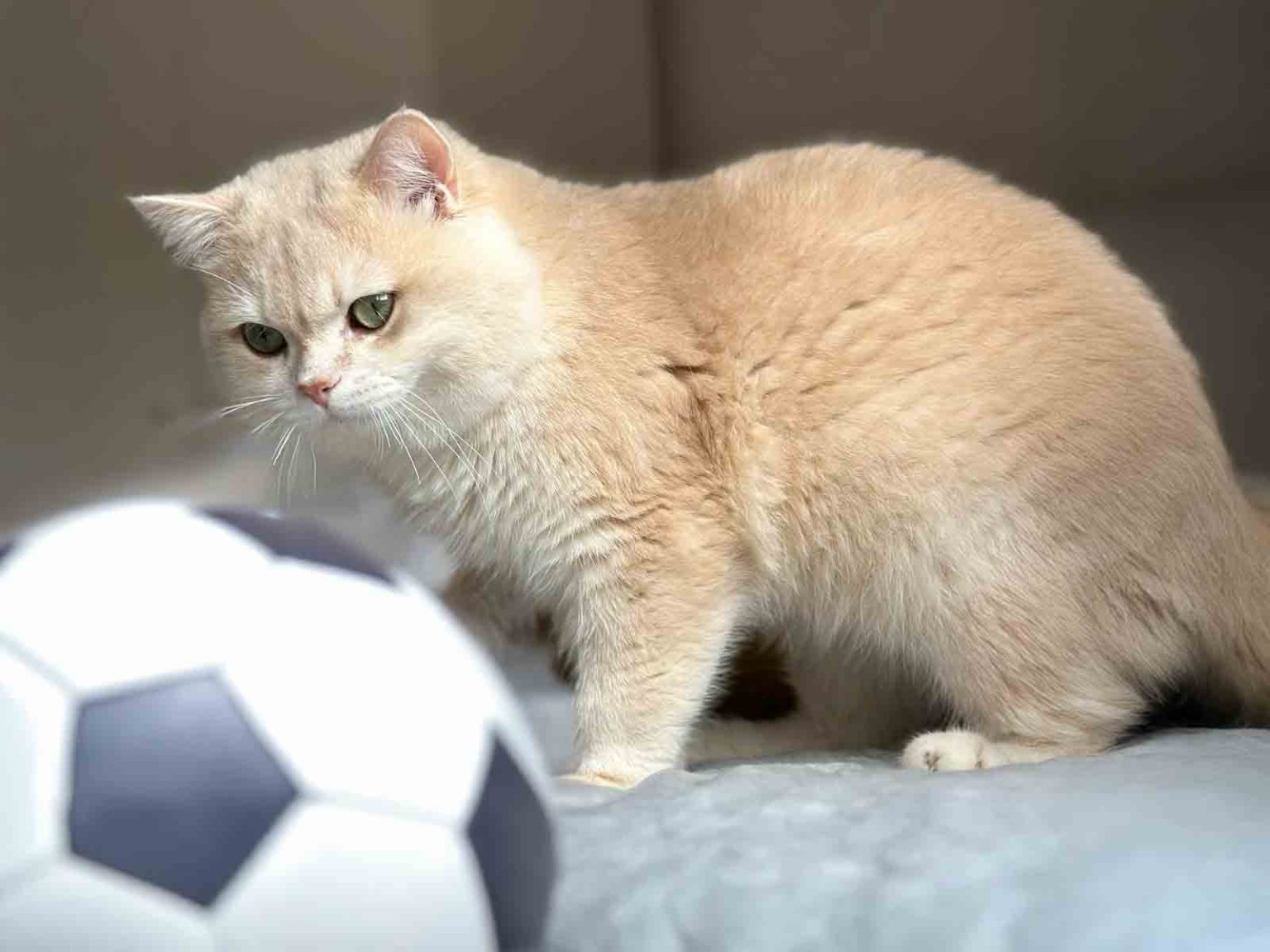 Gatos British Shorthair: Características del gato británico