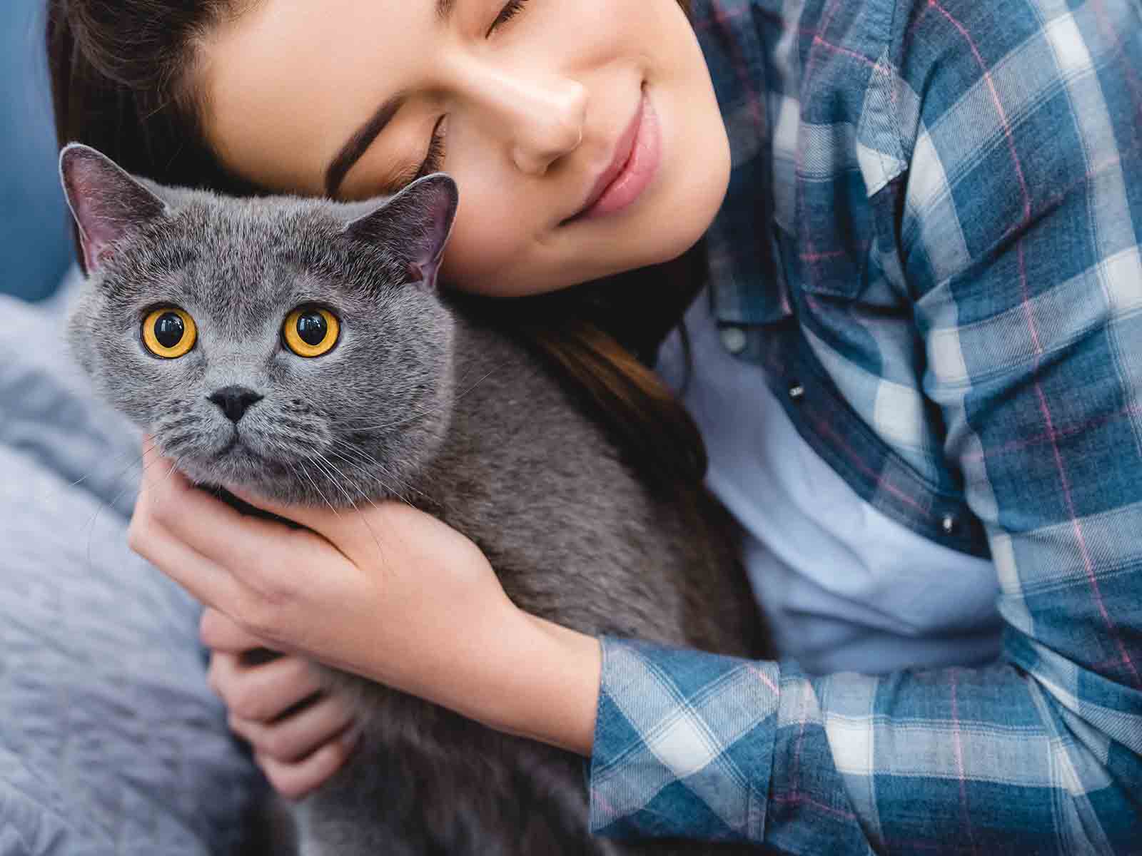 Colores del gato British Shorthair, patrones del británico